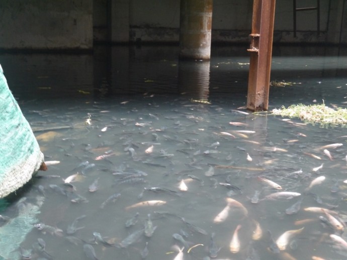 Sense of Time Exotic Fish Take Over Abandoned Shopping Mall | Sense of Time